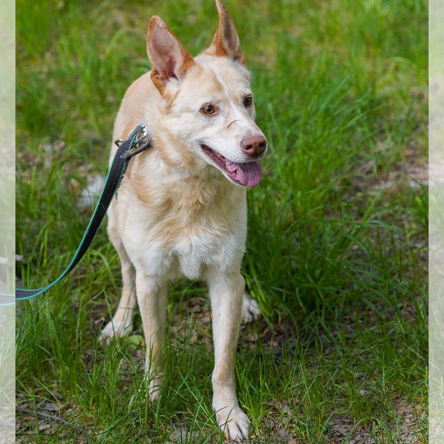 Милый Зефирчик ищет своих хозяев