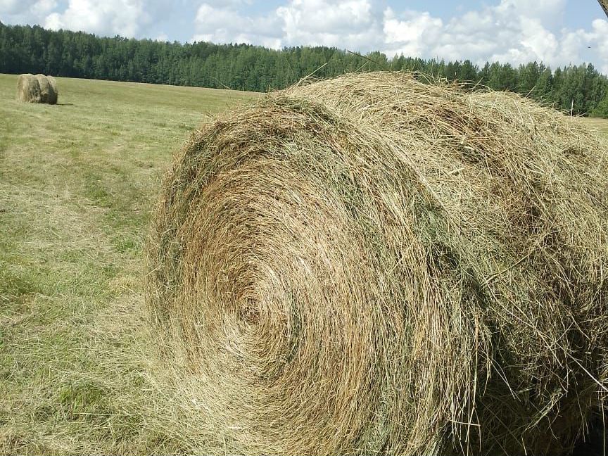 Сено луговое в рулонах