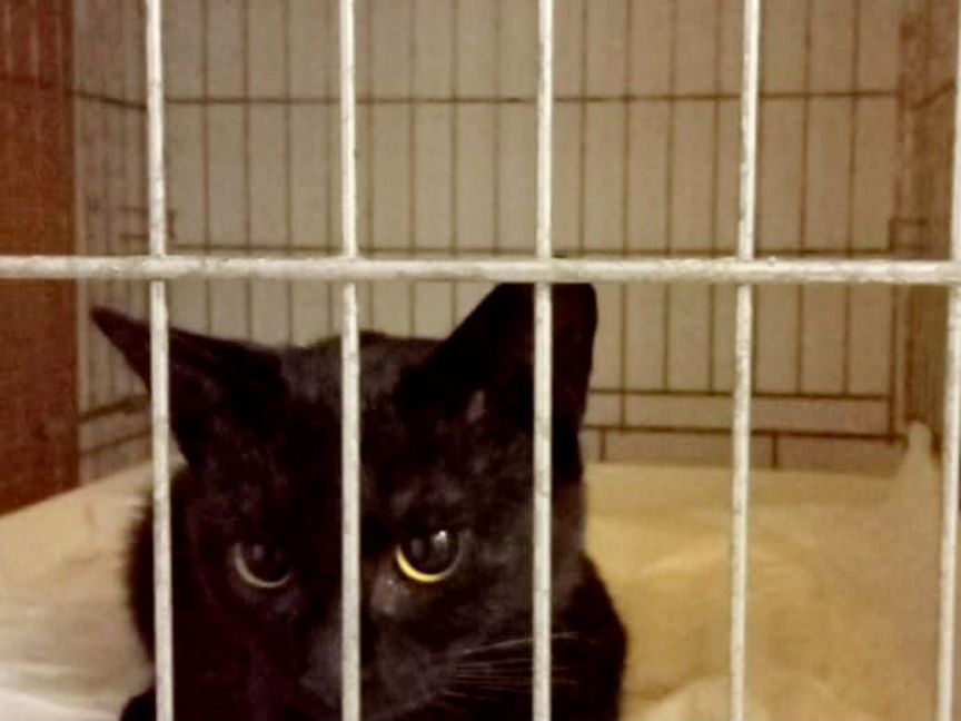 Красавец Афоня ищет дом