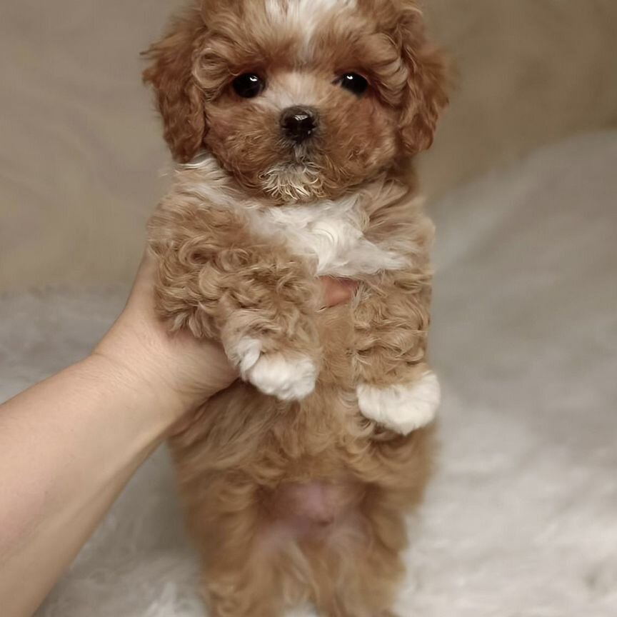 Мальтипу, щенок