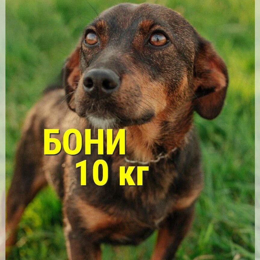 Взрослая собака в добрые руки