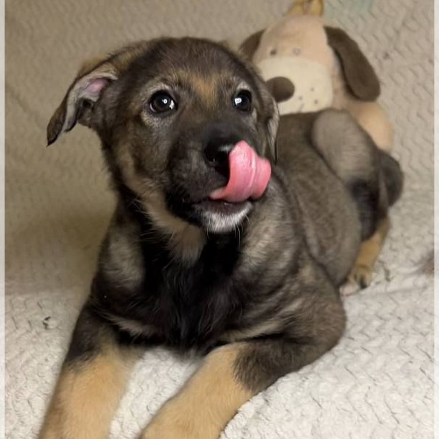 Щенок в добрые руки