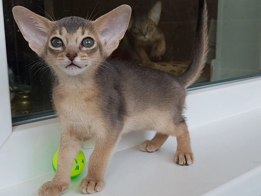 Абиссинские котята аристократы