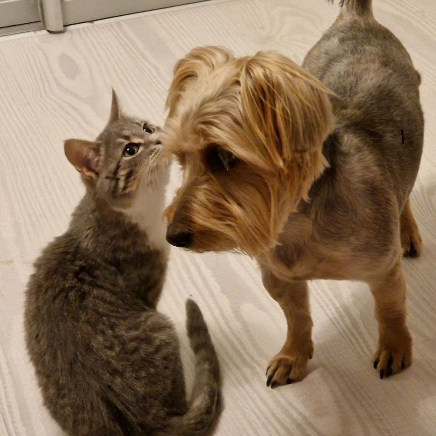 Ищем дом для Рыси