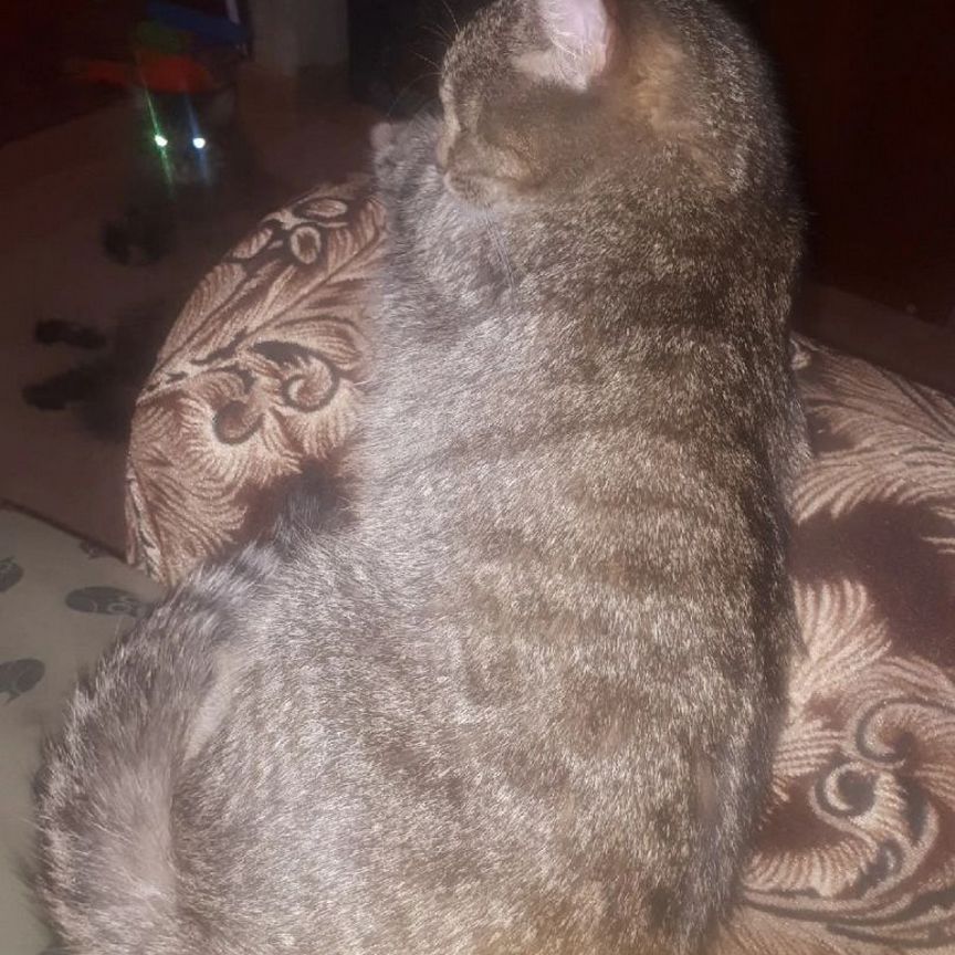 Отдам бесплатно кошку Муся