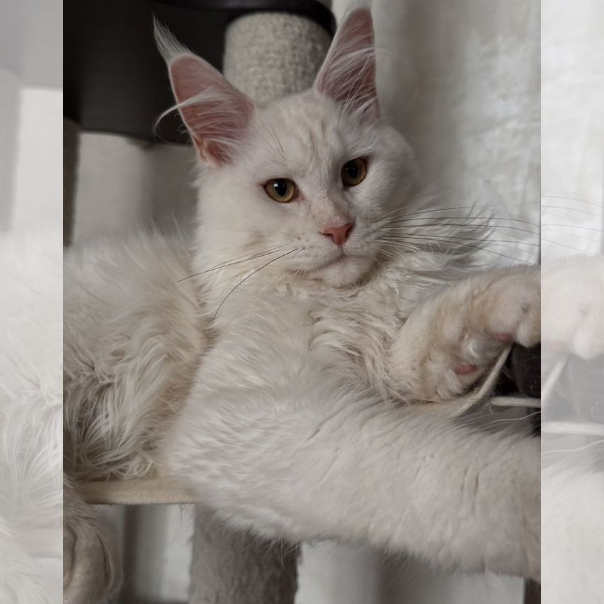 Мейн-кун котёнок