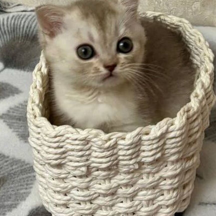 Британский короткошёрстный котёнок