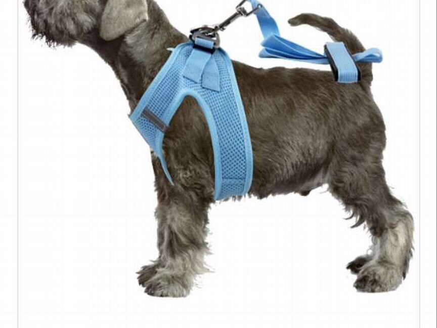 Шлейка для маленькой собаки