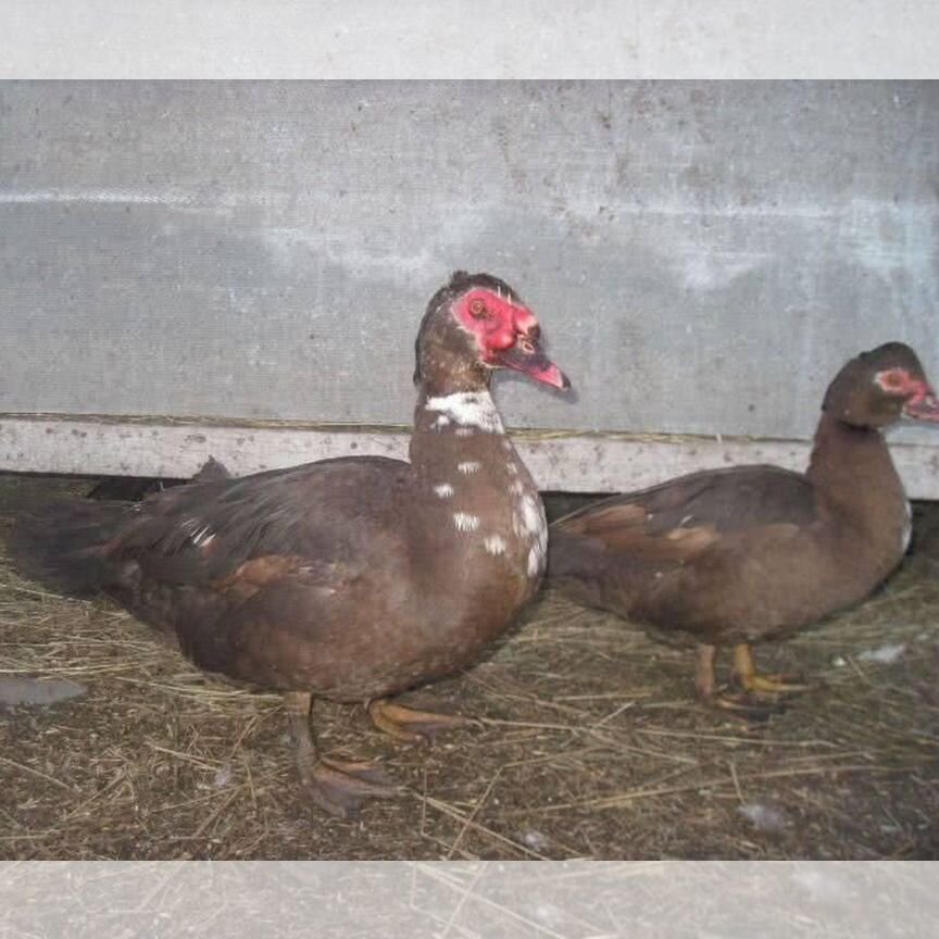 Индоутки тяжелой линии