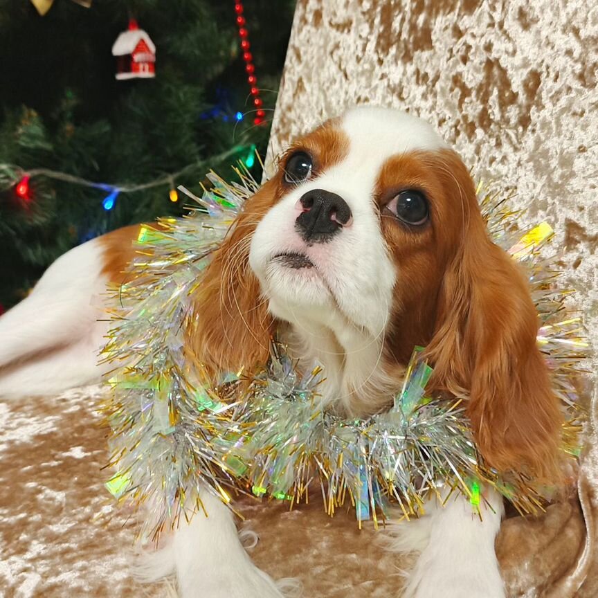 Кавалер кинг-чарльз-спаниель, щенок