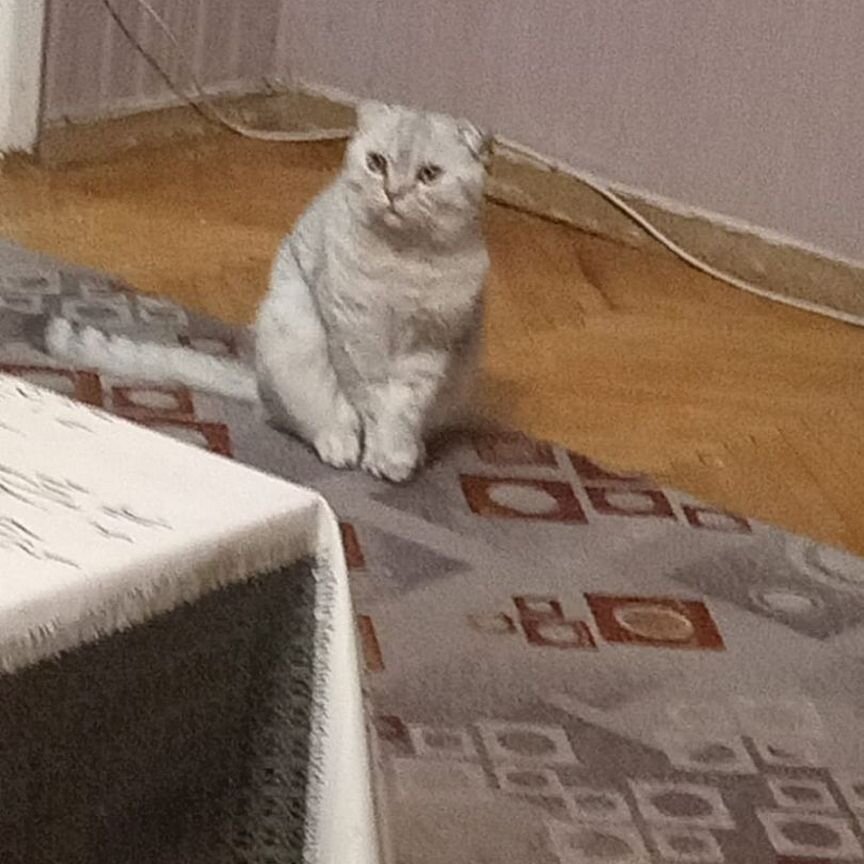 Шотландская