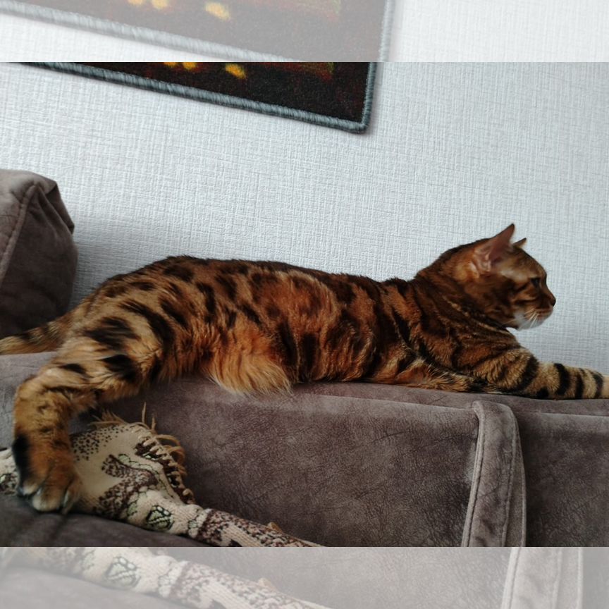 Продам бенгальскую кошку