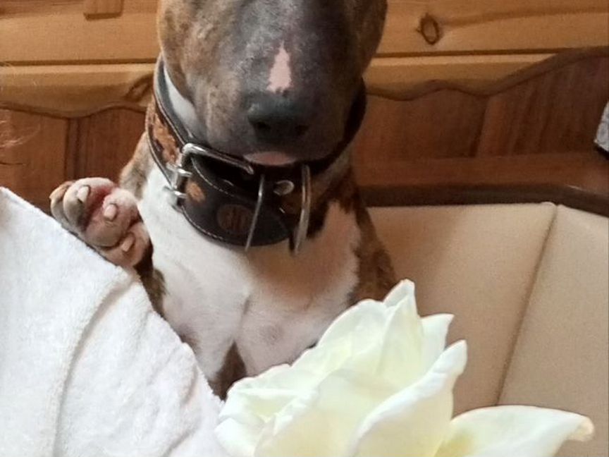 Кабель бультерьер на вязку