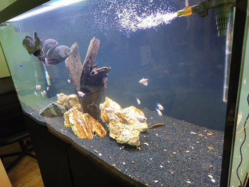 Аквариум с каркасной тумбой, 670 литров, с рыбками