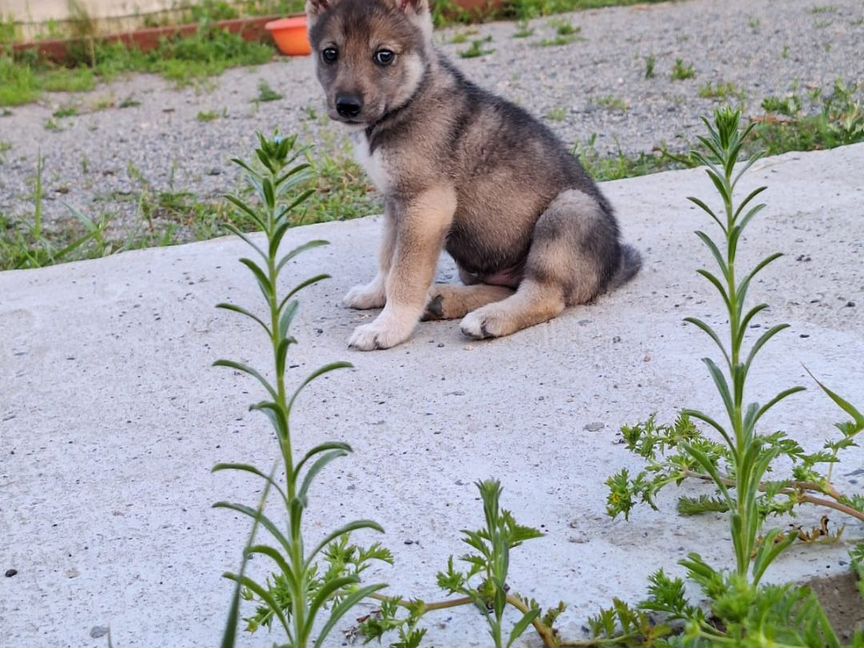 Щенки лайки зсл