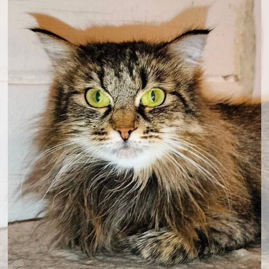 Сибирская, взрослая кошка