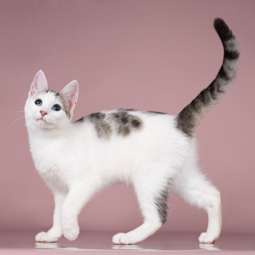 Кошечка Спарта в добрые руки