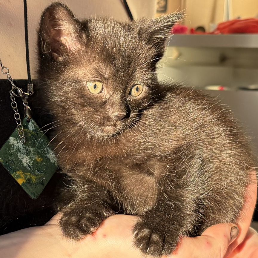 Котёнок в добрые руки