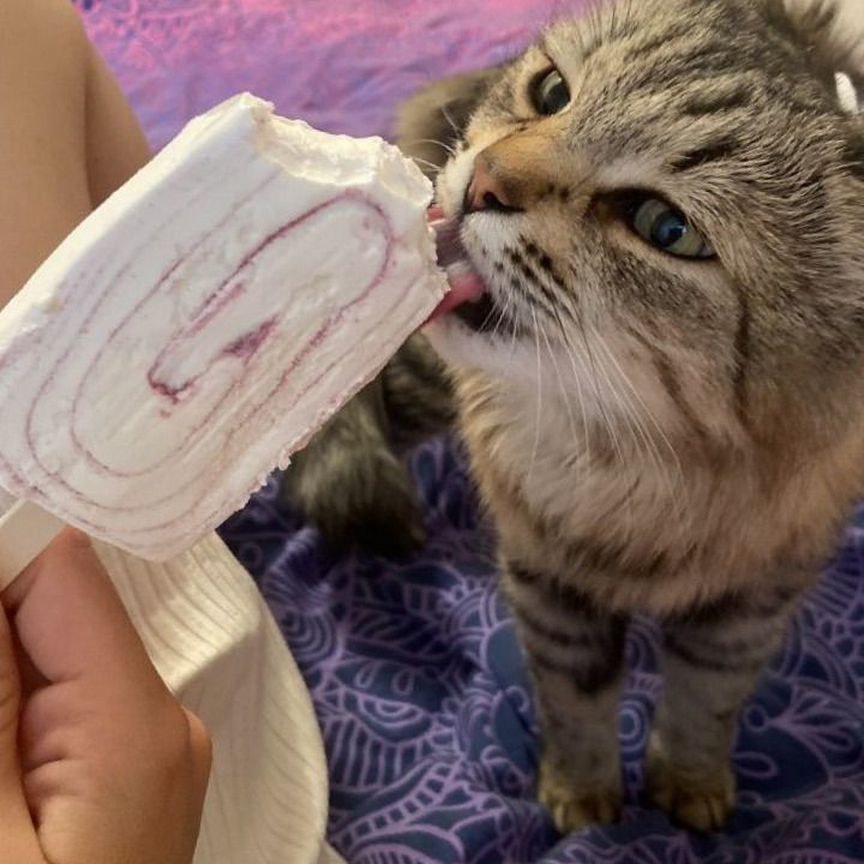 Отдаю бесплатно