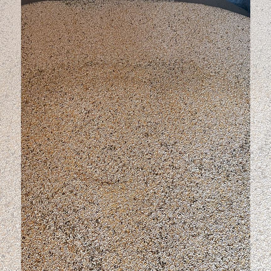 Горох кормовой