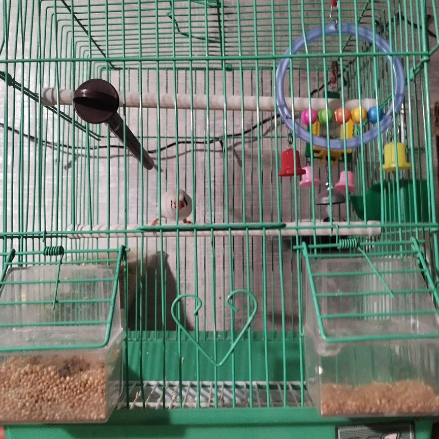 Птичка амадинка