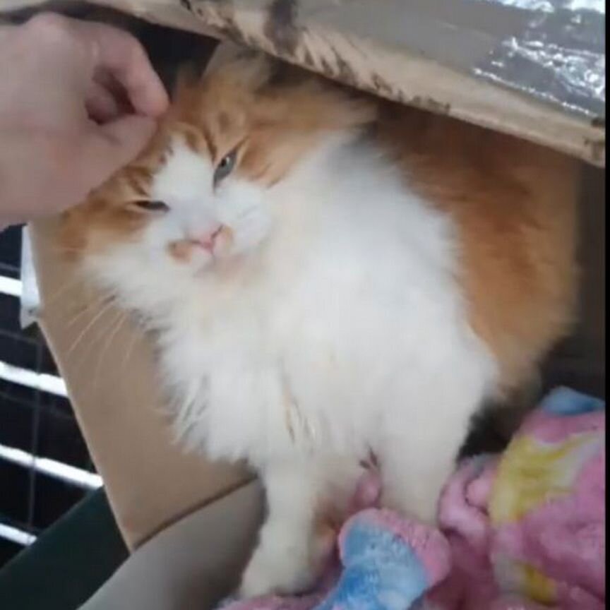 Рыжий общительный кот в добрые руки