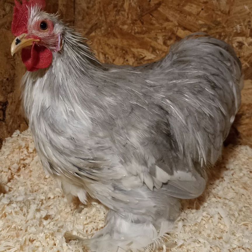 Петух карликовый кохинхин