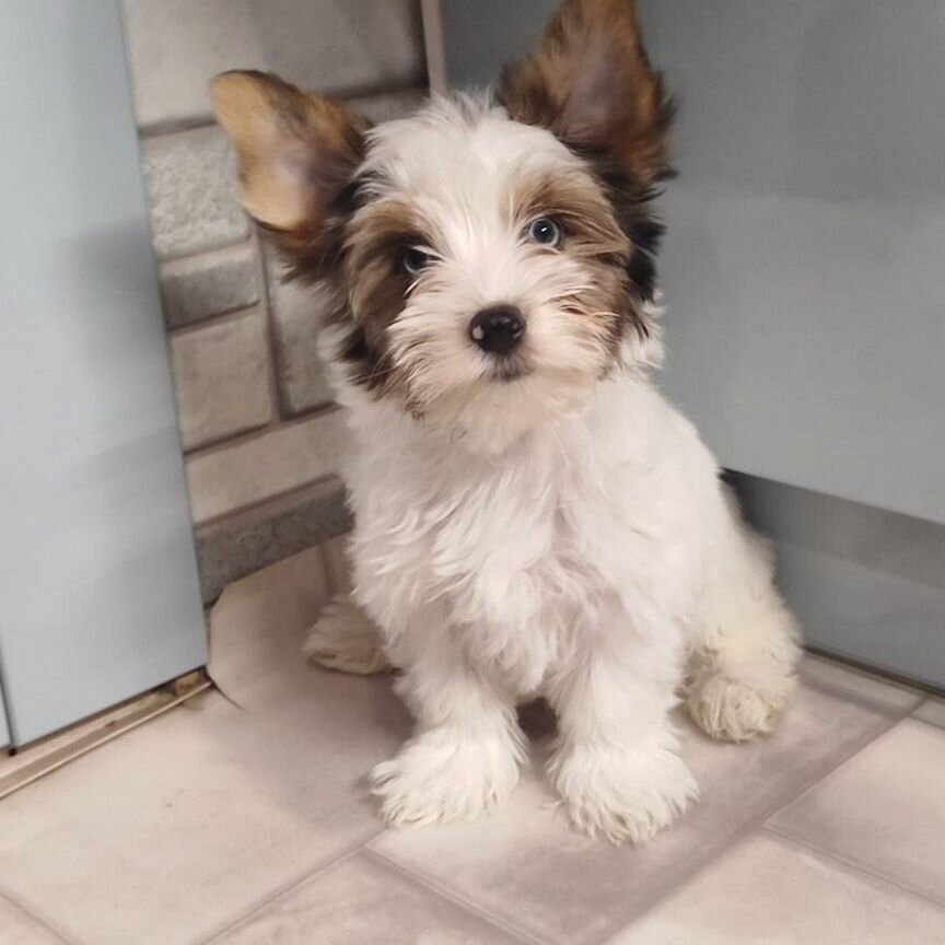 Йоркширский терьер