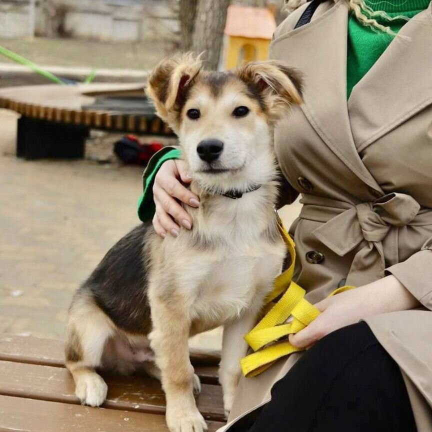 Маленький Филя в добрые руки
