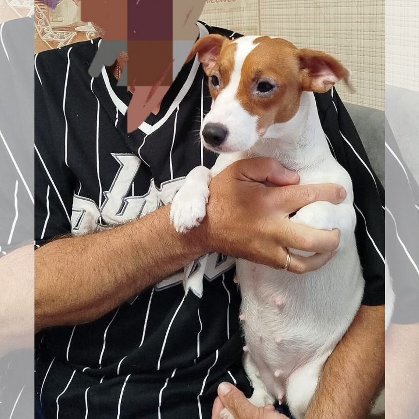 Джек-рассел-терьер, щенок