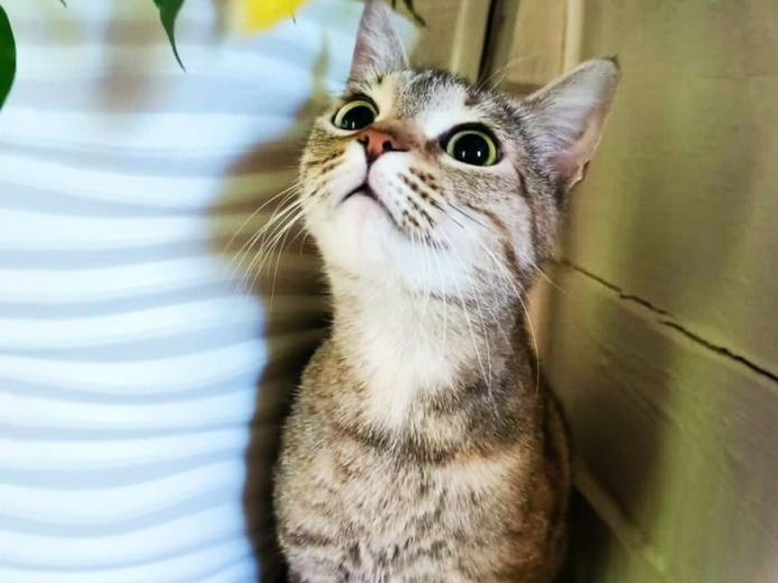 Кошечка ищет дом