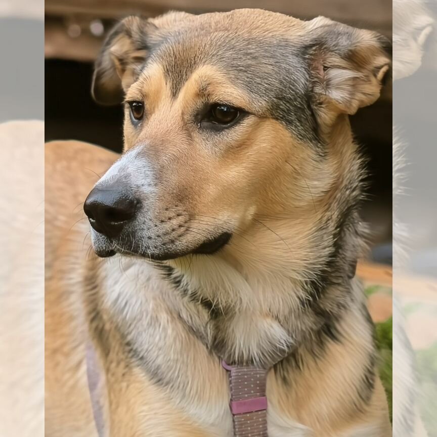 Взрослая собака в добрые руки