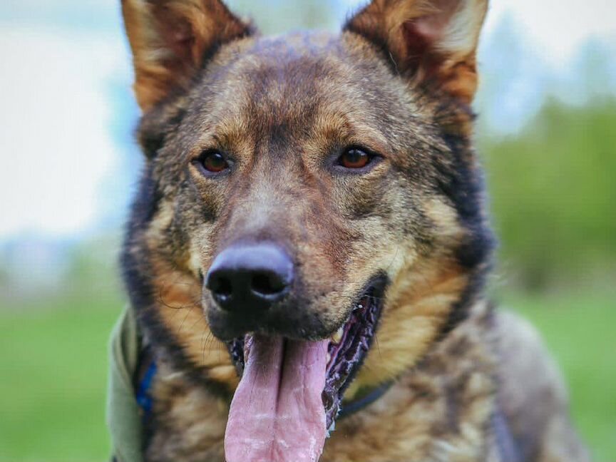 Сладкий пес Пряник бесплатно