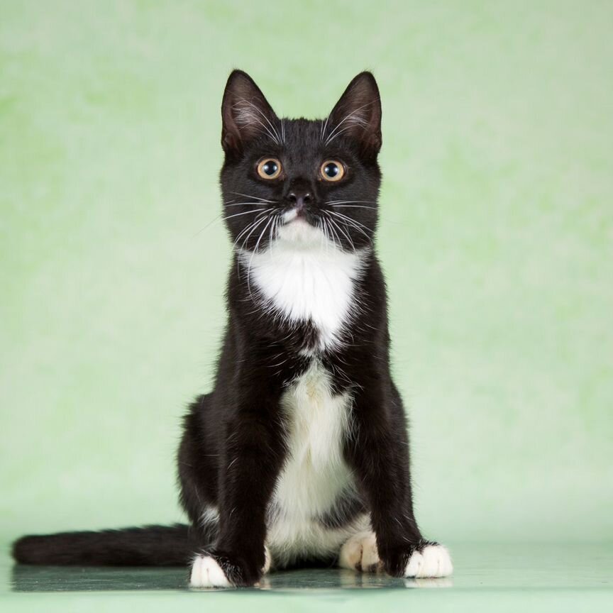 Сверхласковый нежный котенок мальчик в дар