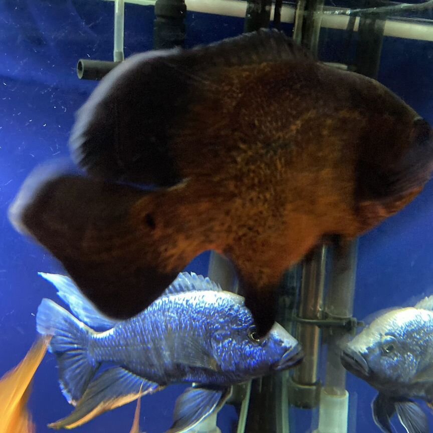 Астронотус тигровый