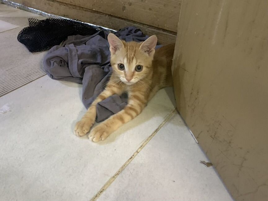 Рыжая кошечка 2,5 месяца