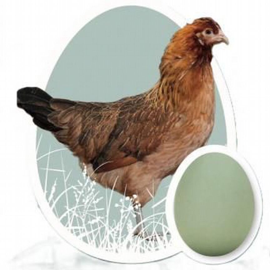 Инкубационное яйцо несушки Новоген, Ломан, Декалб