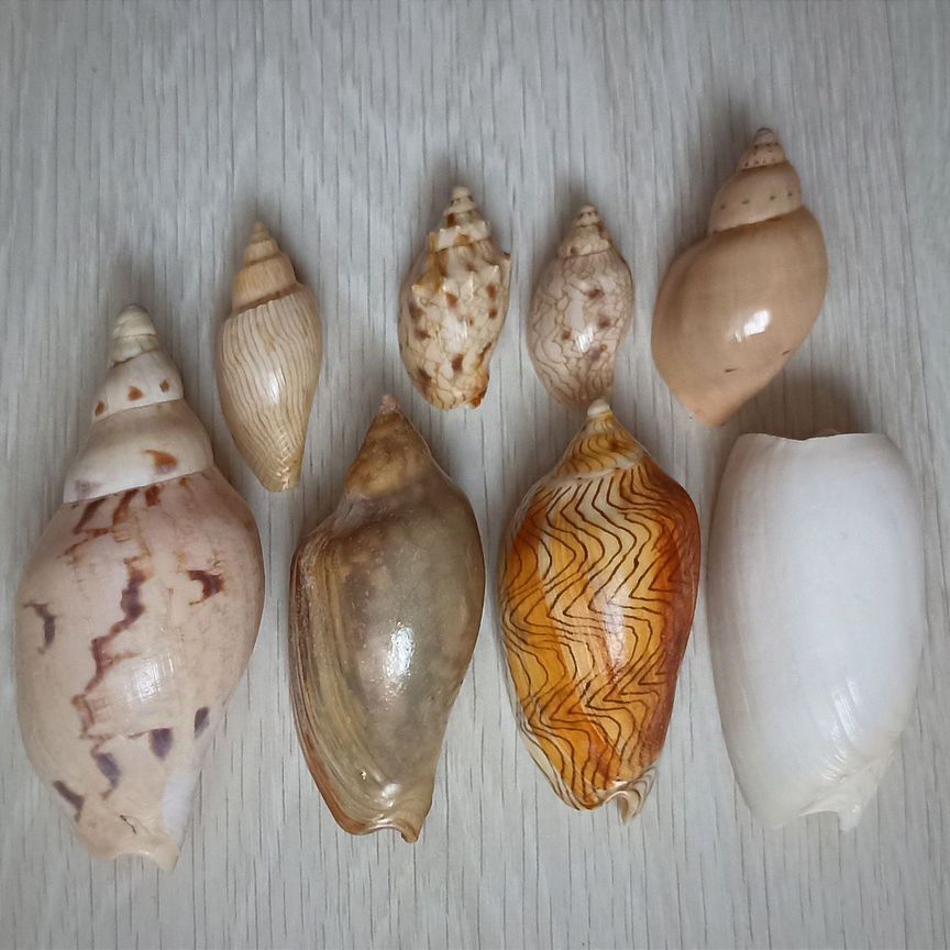 Морские раковины volutidae