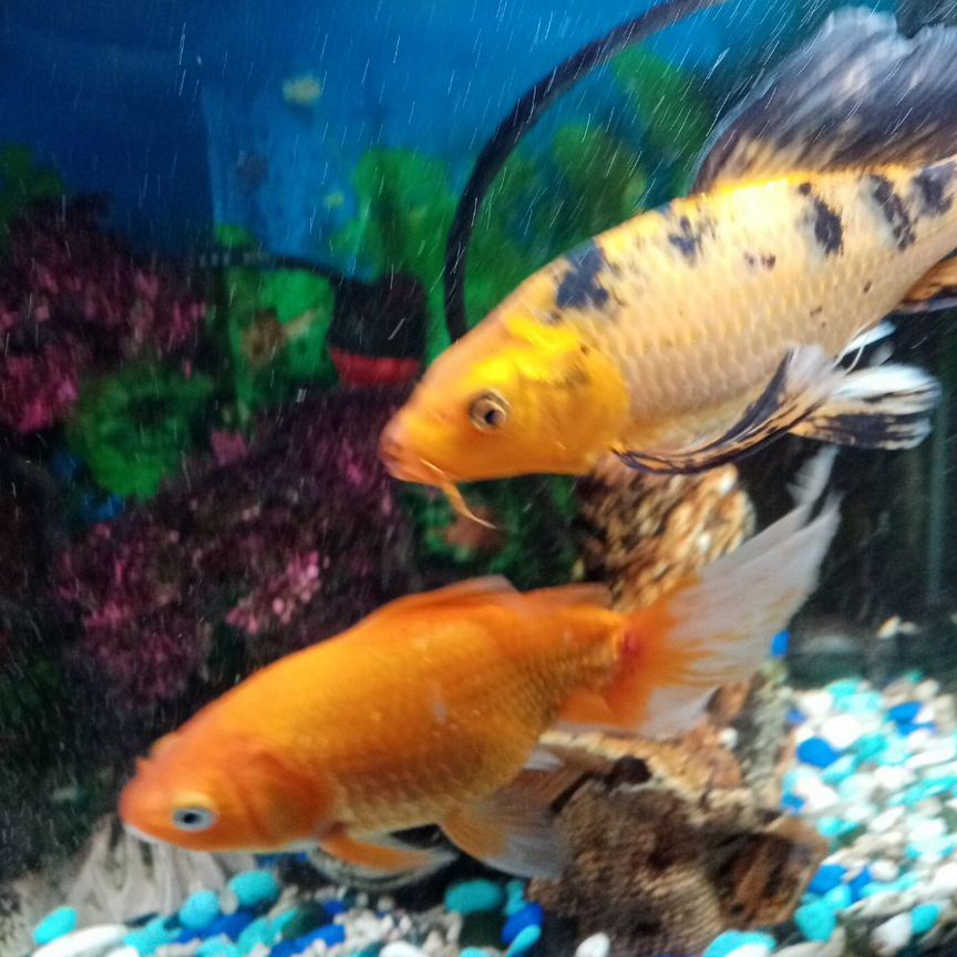 Рыбкиаквариумные