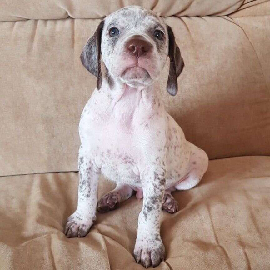 Бурбонский бракк(легавая)