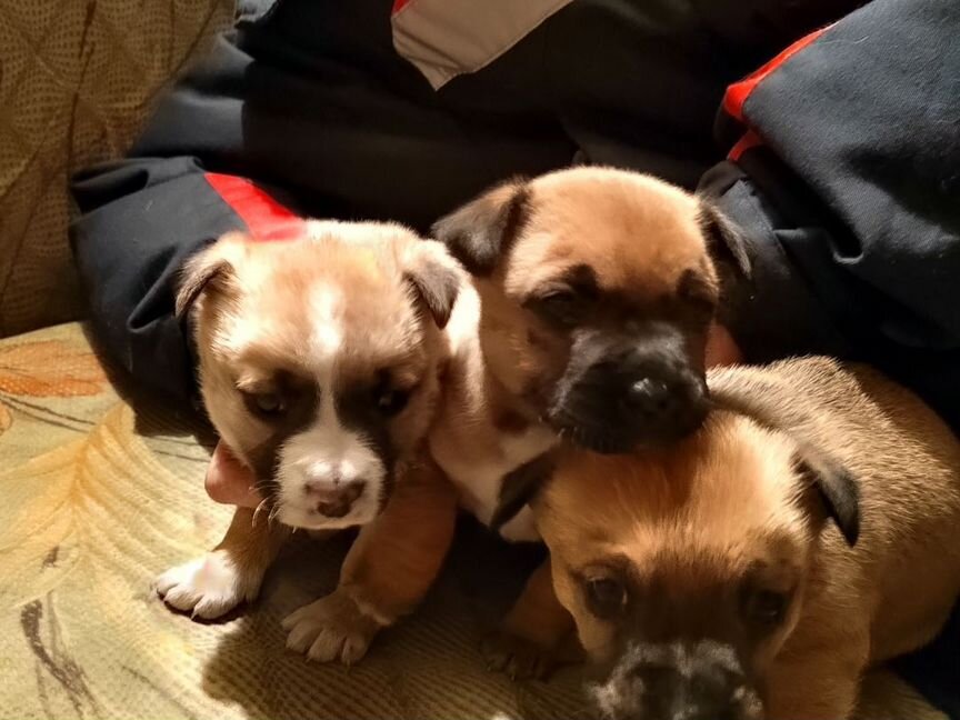 Щенки
