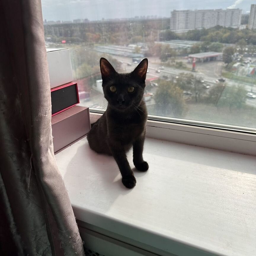 Черный котенок в добрые руки