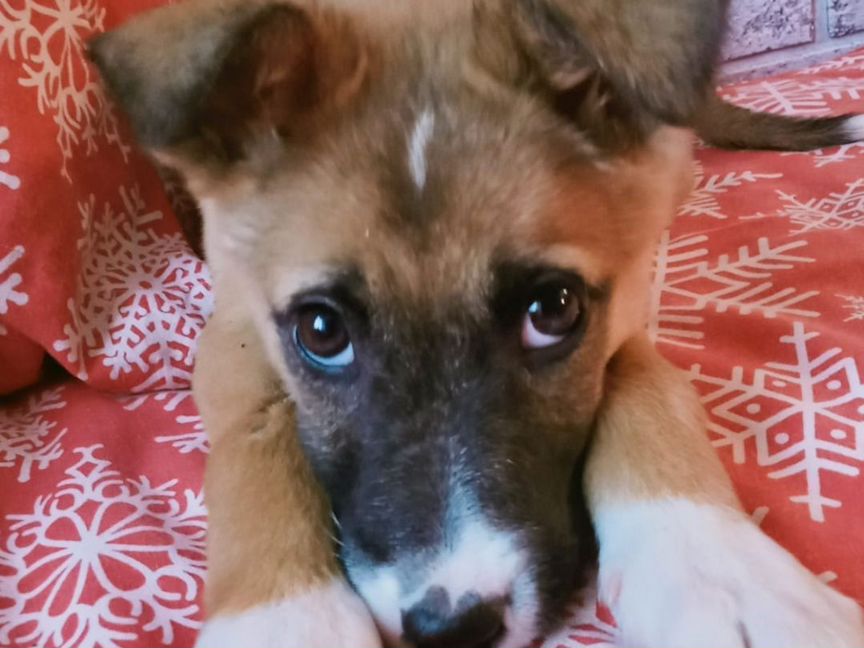 Милый щенок в добрые руки бесплатно