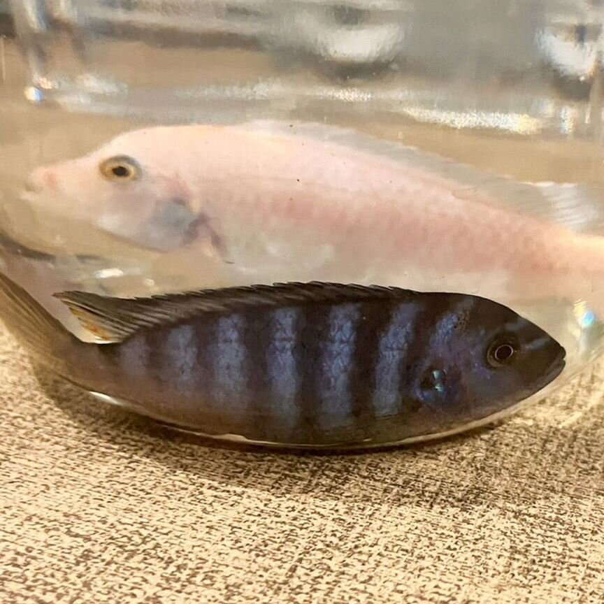 Рыба цихлиды