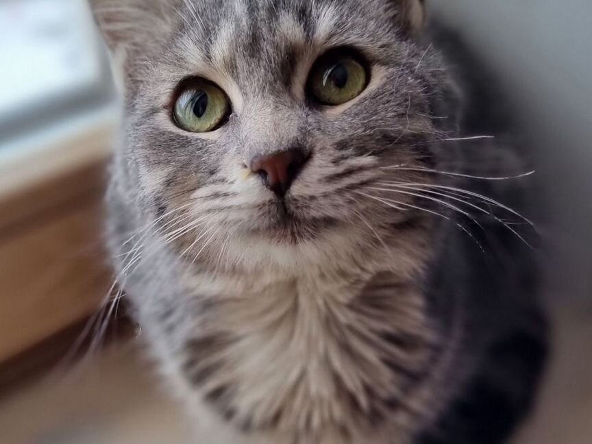 Пушистая кошка с зелеными глазами
