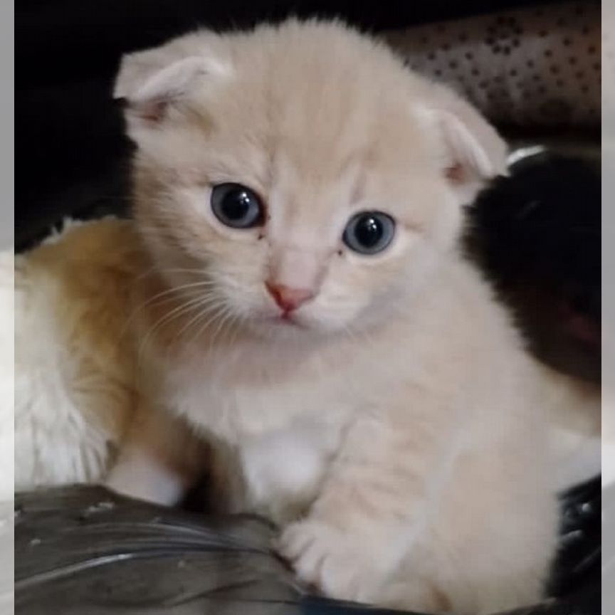 Шотландский вислоухий короткошёрстный котёнок