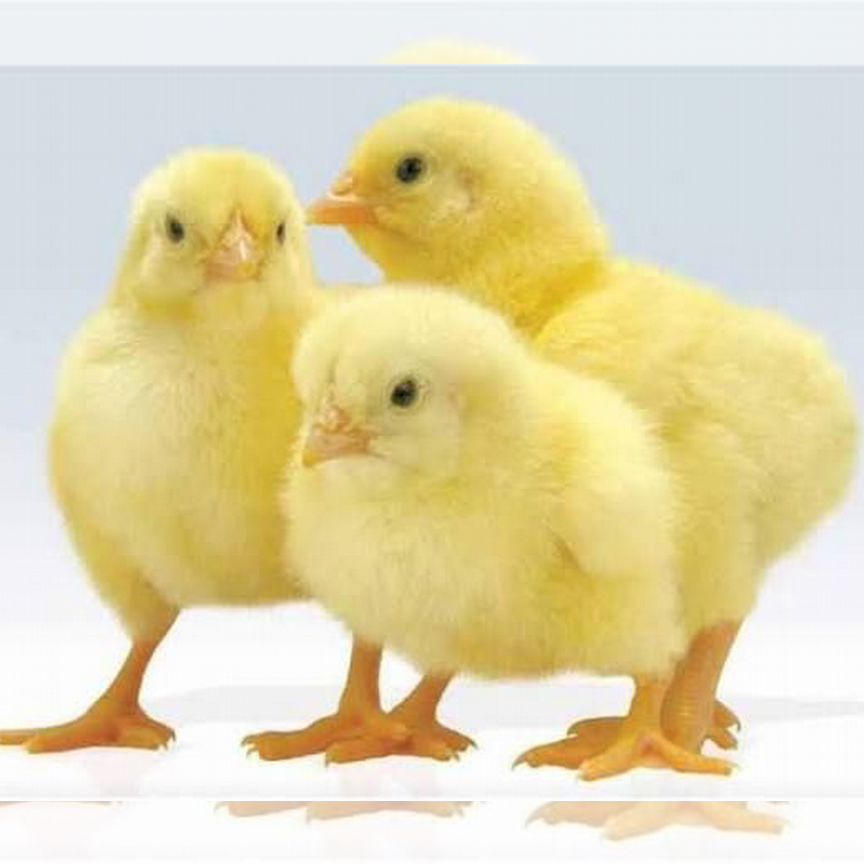 Цыплята бройлеры росс 308 суточные