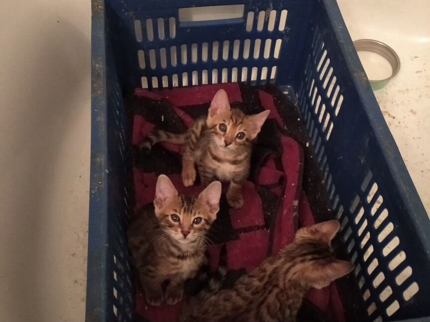 Бенгальские котята