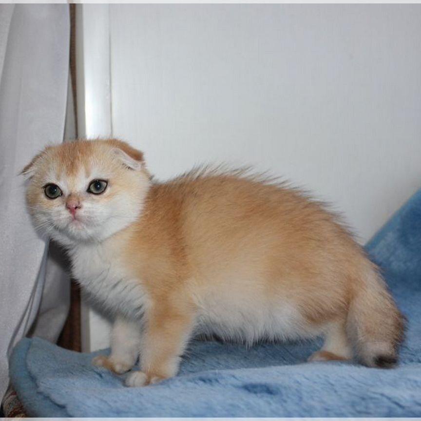 Шотландский вислоухий короткошёрстный котёнок