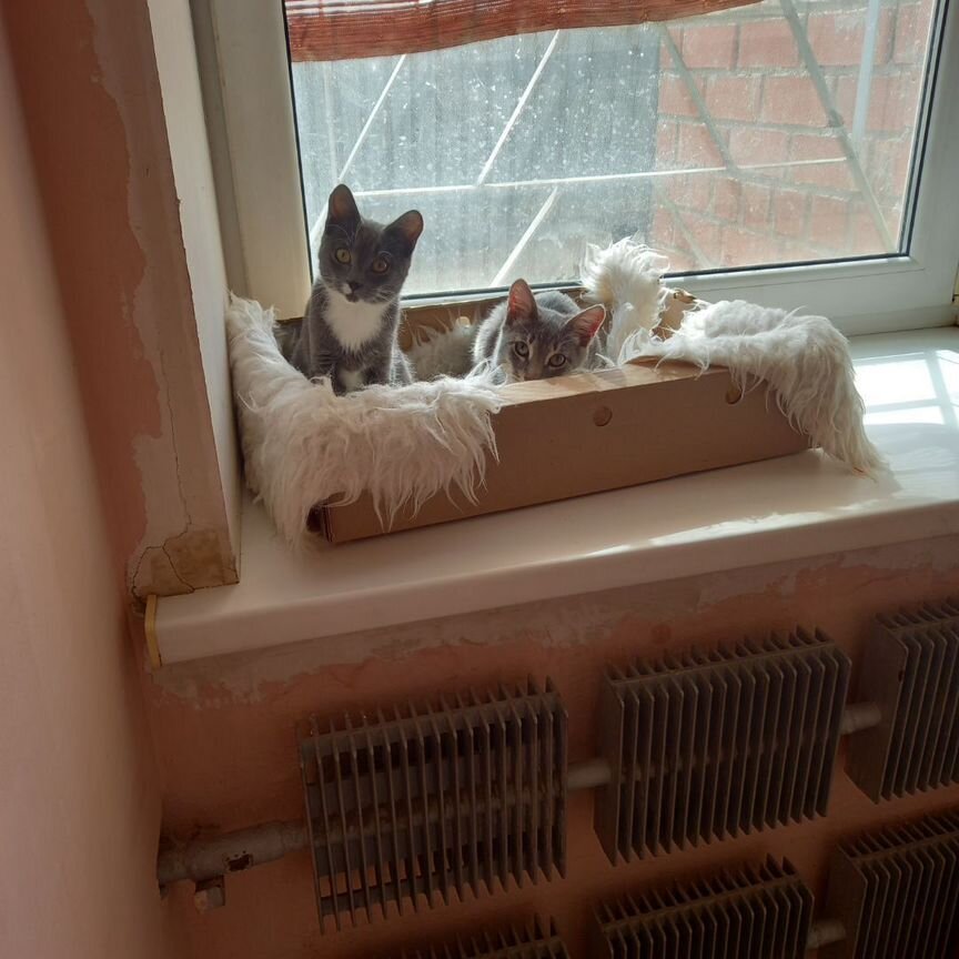 Котята в добрые руки